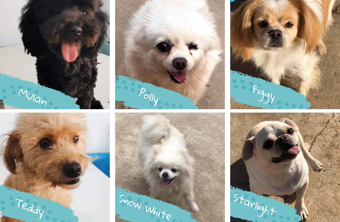 Supporting One Paw at a Time dog rescue - a Charities crowdfunding ...