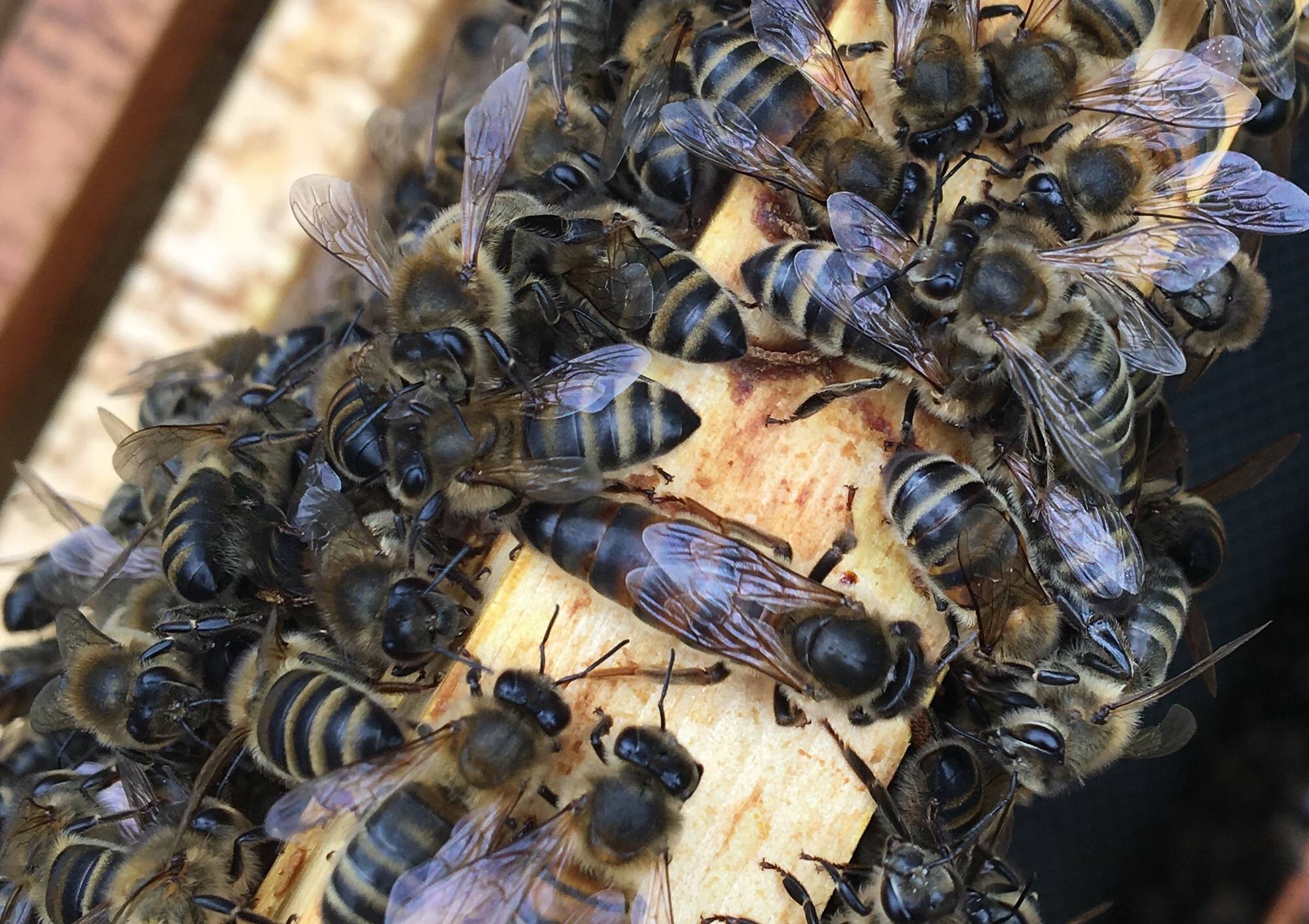 Springhill Honey Bee Collective - a Personal Causes crowdfunding ...