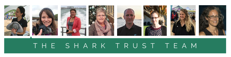 Guarding Angels - Taking Action for Angel Sharks - a Environment ...