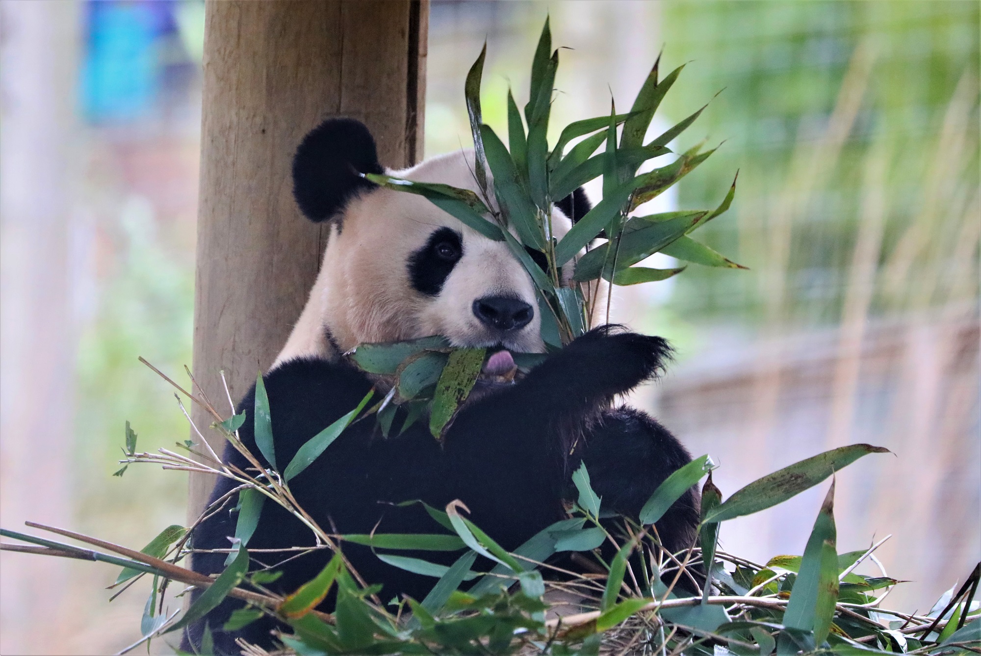 Win! Feed a giant panda - June Draw - a Environment crowdfunding ...