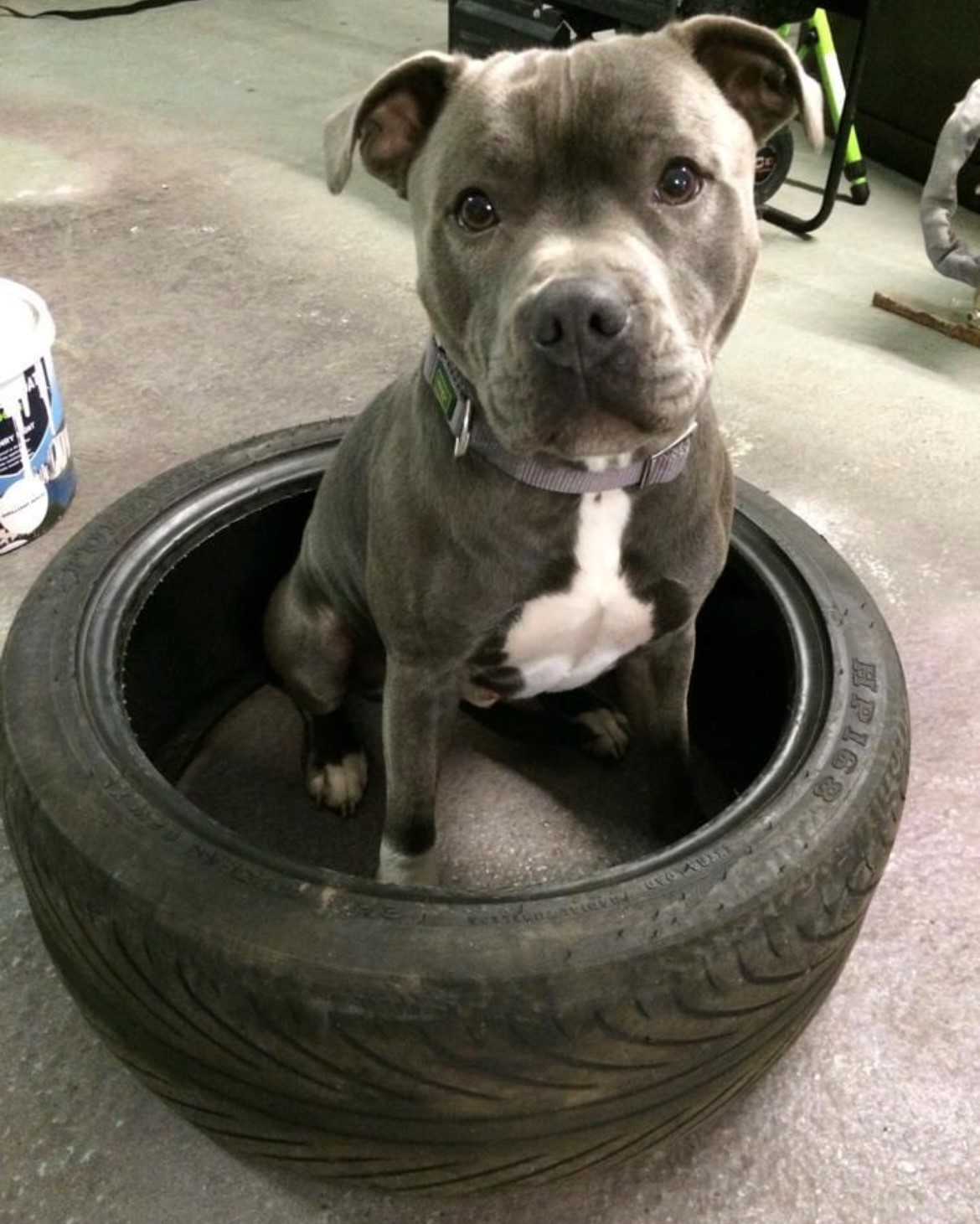 Help Save Levi - a Personal Causes crowdfunding project in Leeds by ...