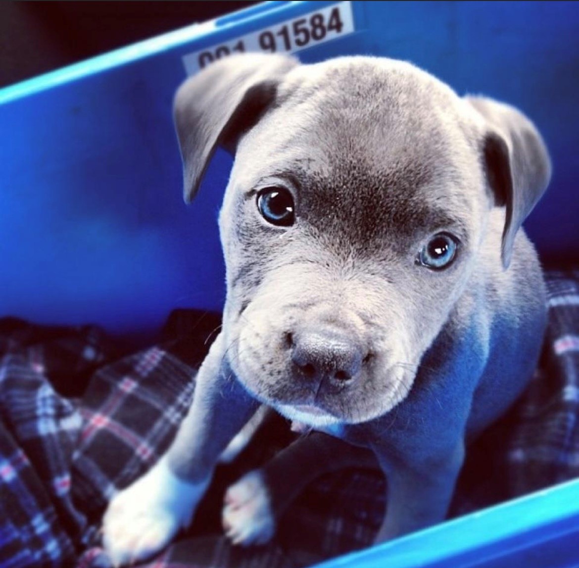 Help Save Levi - a Personal Causes crowdfunding project in Leeds by ...