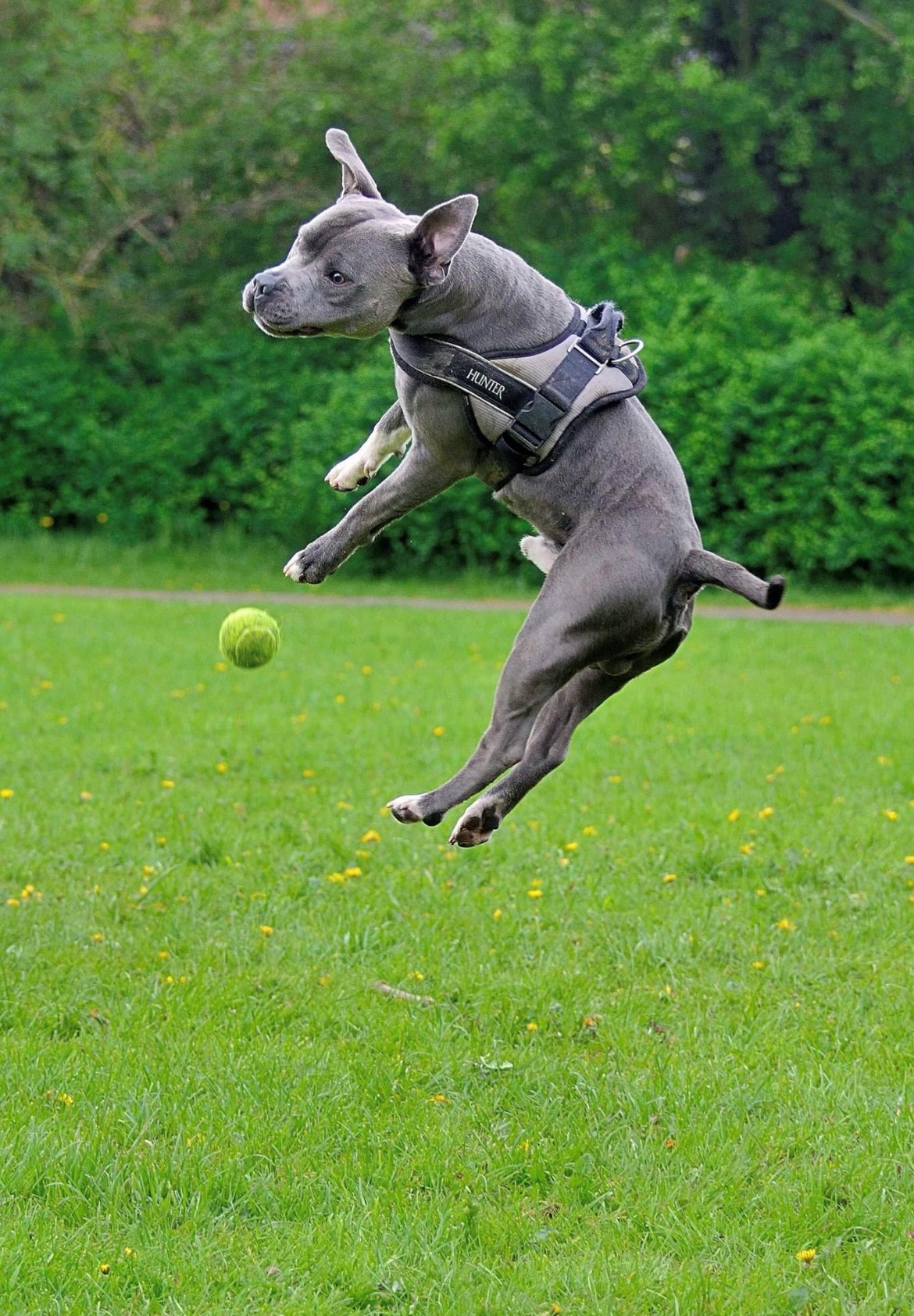 Help Save Levi - a Personal Causes crowdfunding project in Leeds by ...