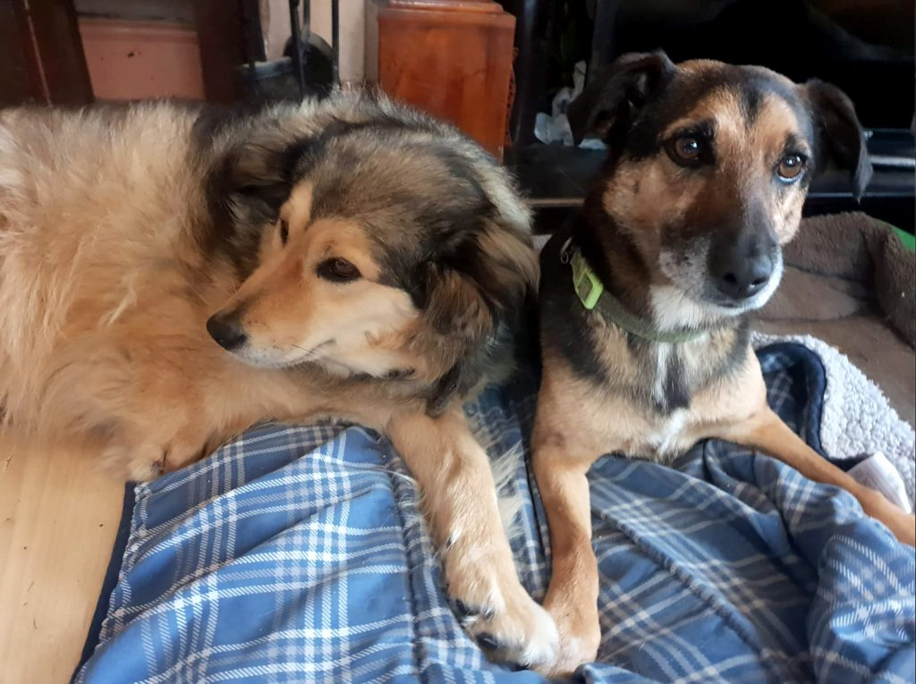 Pudz Animal Sanctuary's move to help more animals! - a Personal Causes ...