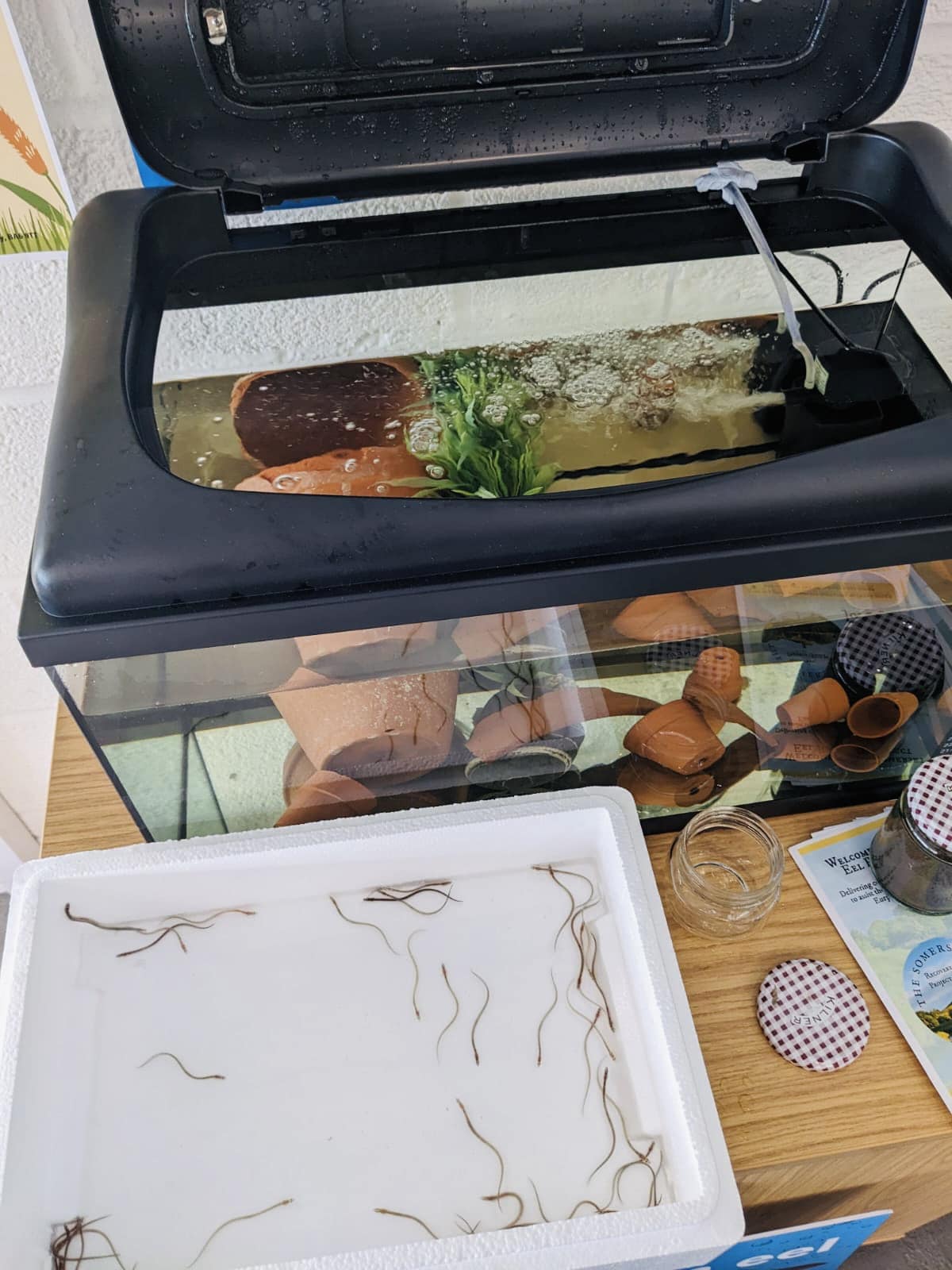 Raising funds for our school EEL TANK program - a Schools crowdfunding ...