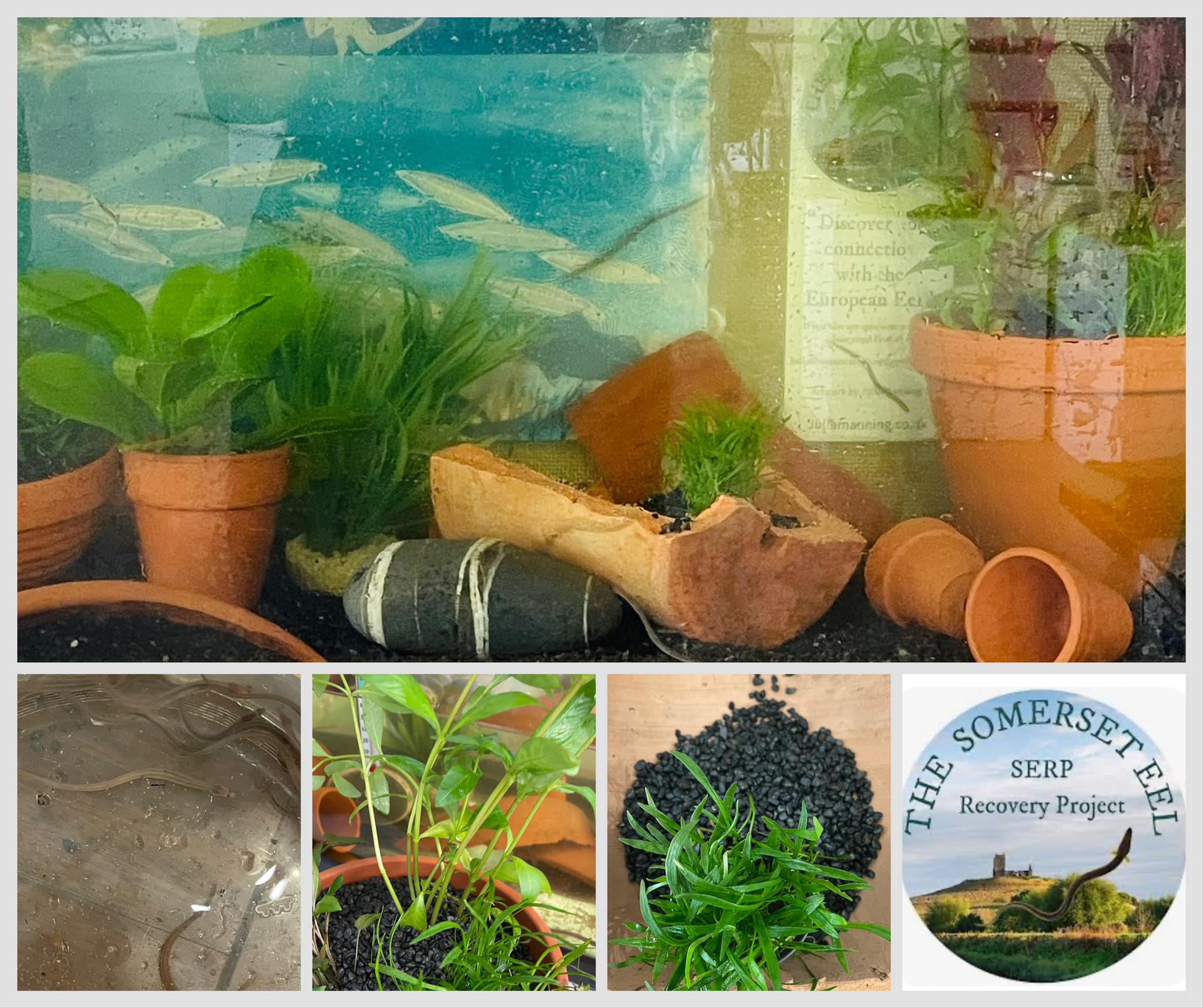 Raising funds for our school EEL TANK program - a Schools crowdfunding ...
