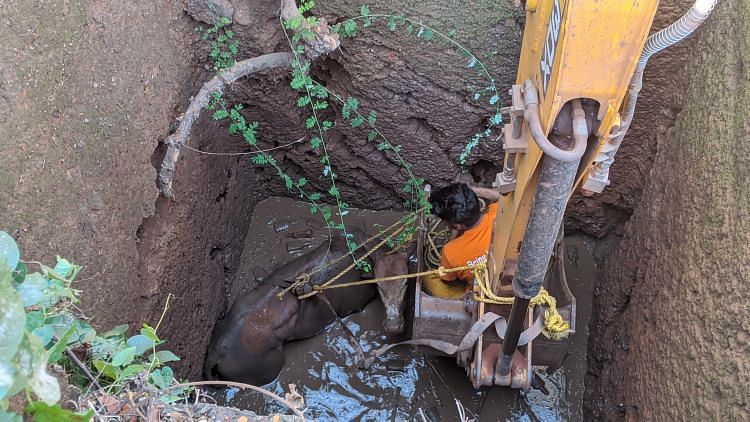 Join Hands to Help Stray Animals in Distress - a Personal Causes ...