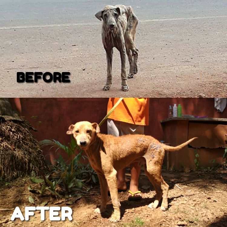 Join Hands to Help Stray Animals in Distress - a Personal Causes ...