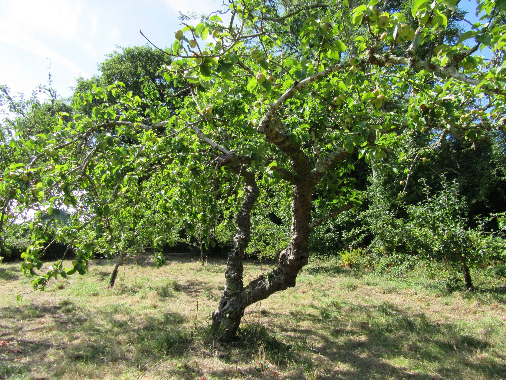 Redruth Orchard Project - a Food and Drink crowdfunding project in ...