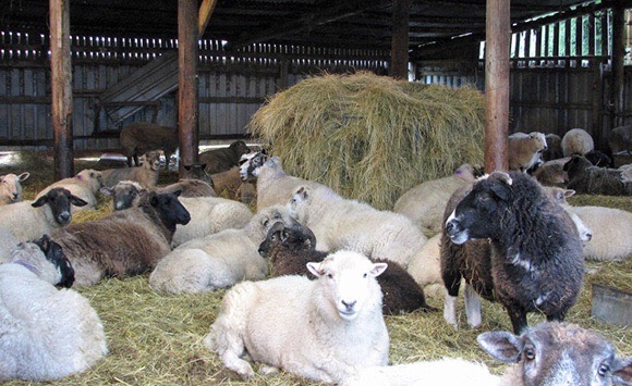 The Farm Animal Sanctuary Goes Shopping! - a Community crowdfunding ...