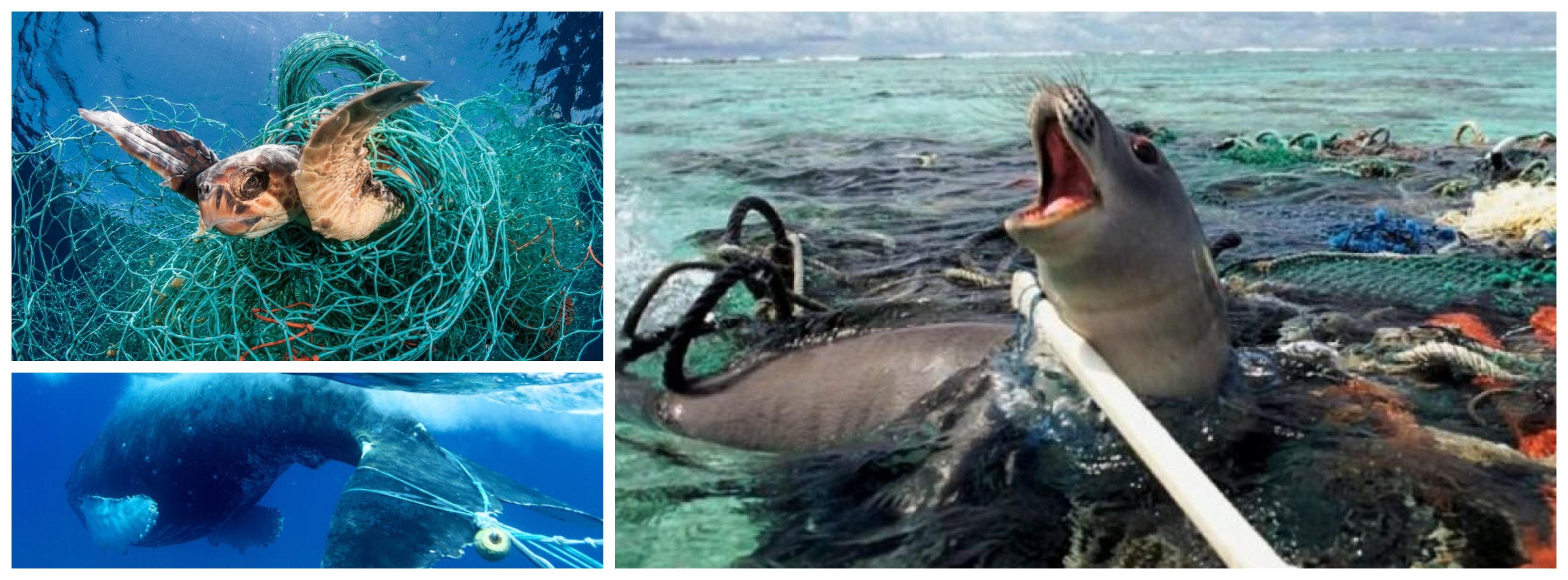 Marine Animal Entanglement Rescue Boat - a Social Enterprise ...