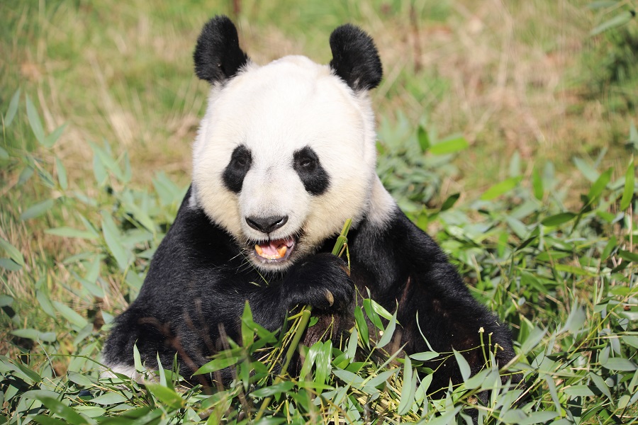 Win a panda keeper prize - a Environment crowdfunding project in ...