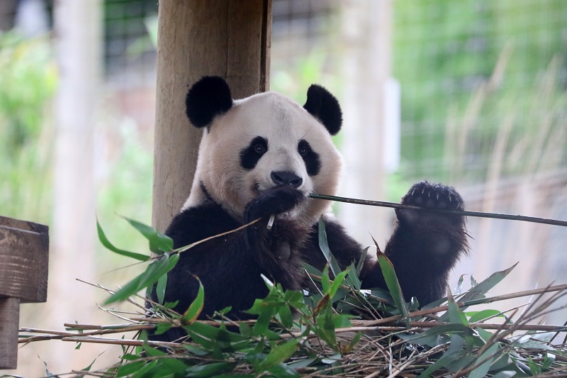 Win a panda keeper prize - a Environment crowdfunding project in ...