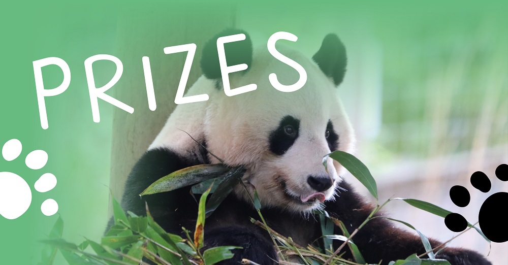 Win a panda keeper prize - a Environment crowdfunding project in ...