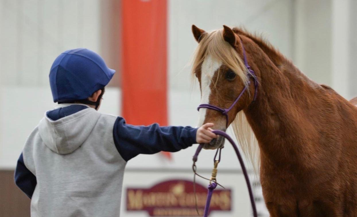 PES: high impact horse-powered interventions - a Charities crowdfunding ...