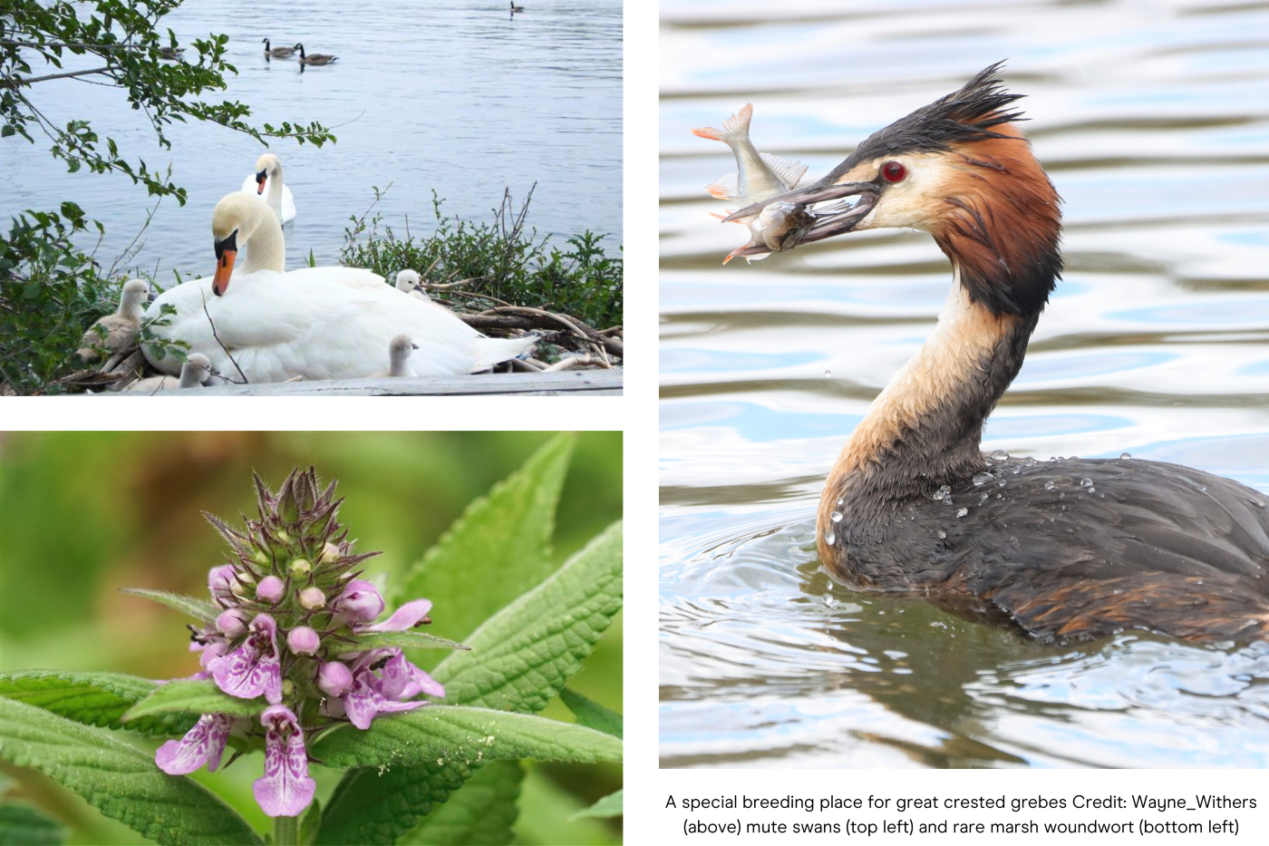 Help us with the Welsh Harp Reservoir clean up - a Community crowdfunding project in London by ...