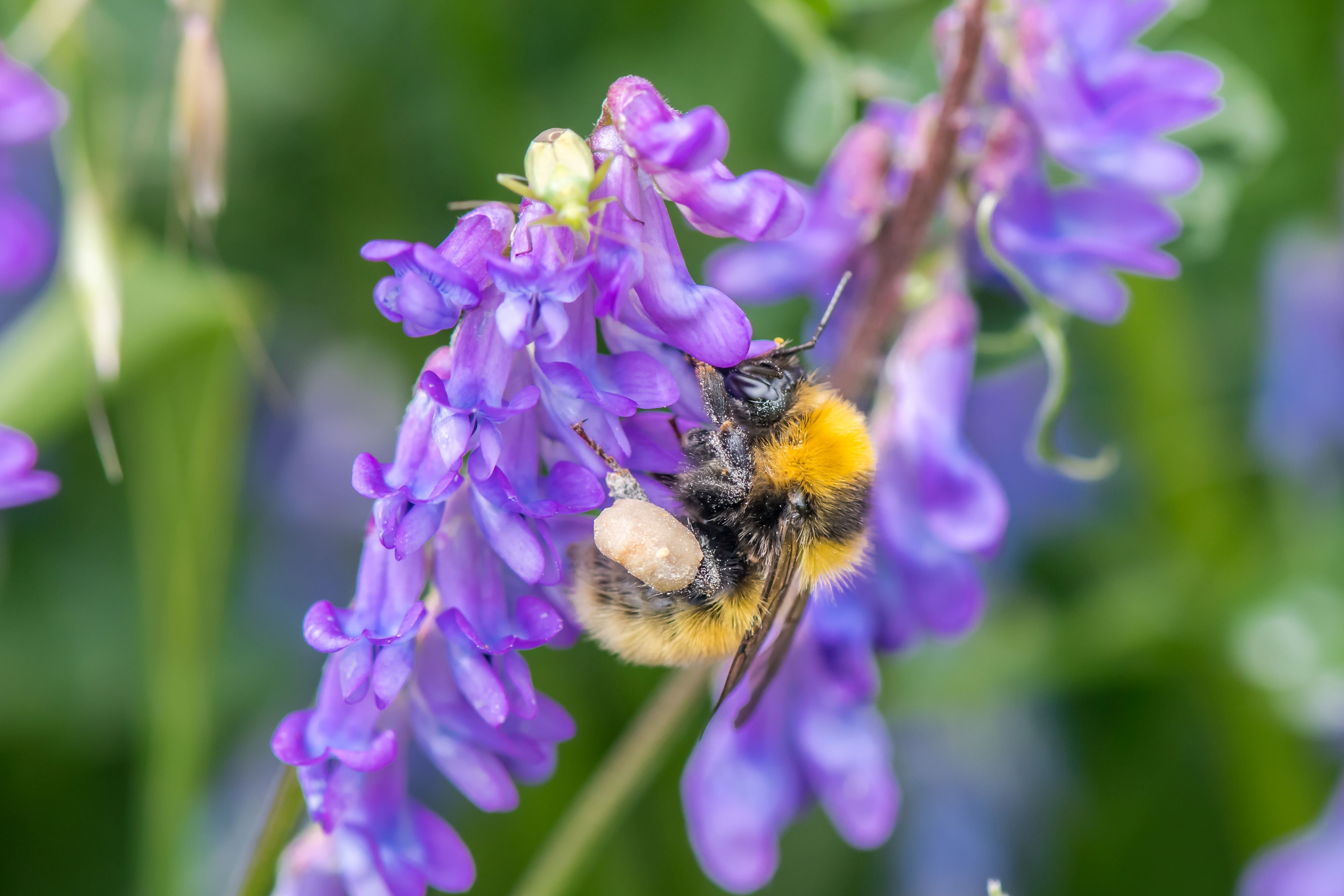 Sponsor a Great Yellow bumblebee - a Environment crowdfunding project ...