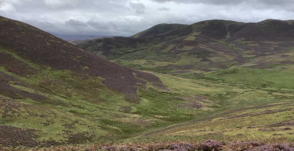 Save Stobo Hope from Commercial Forestry Project - a Environment ...