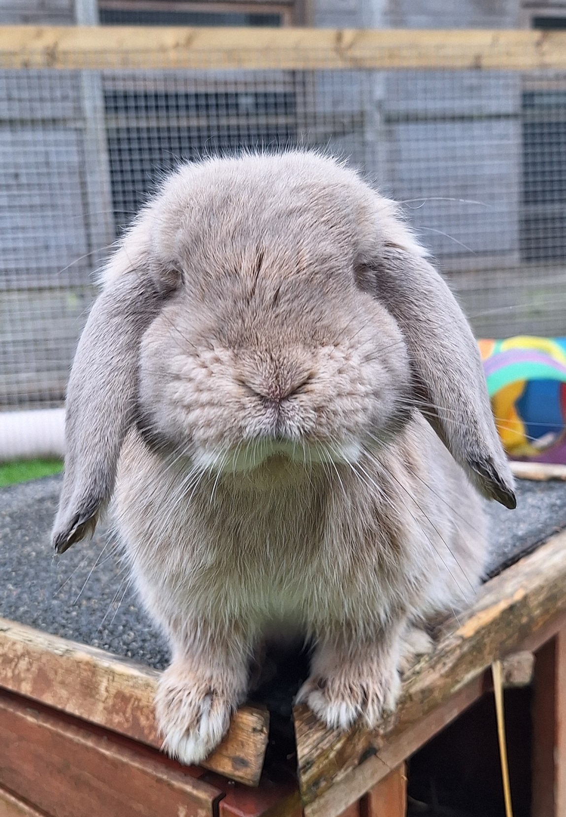 Drainage to replace the bunnies armbands - a Charities crowdfunding ...