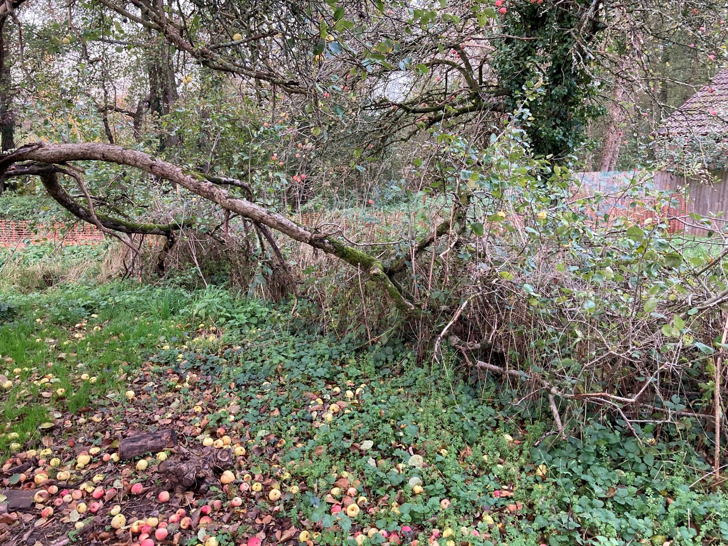 Whimple Primary School Orchard & Garden - a Community crowdfunding ...