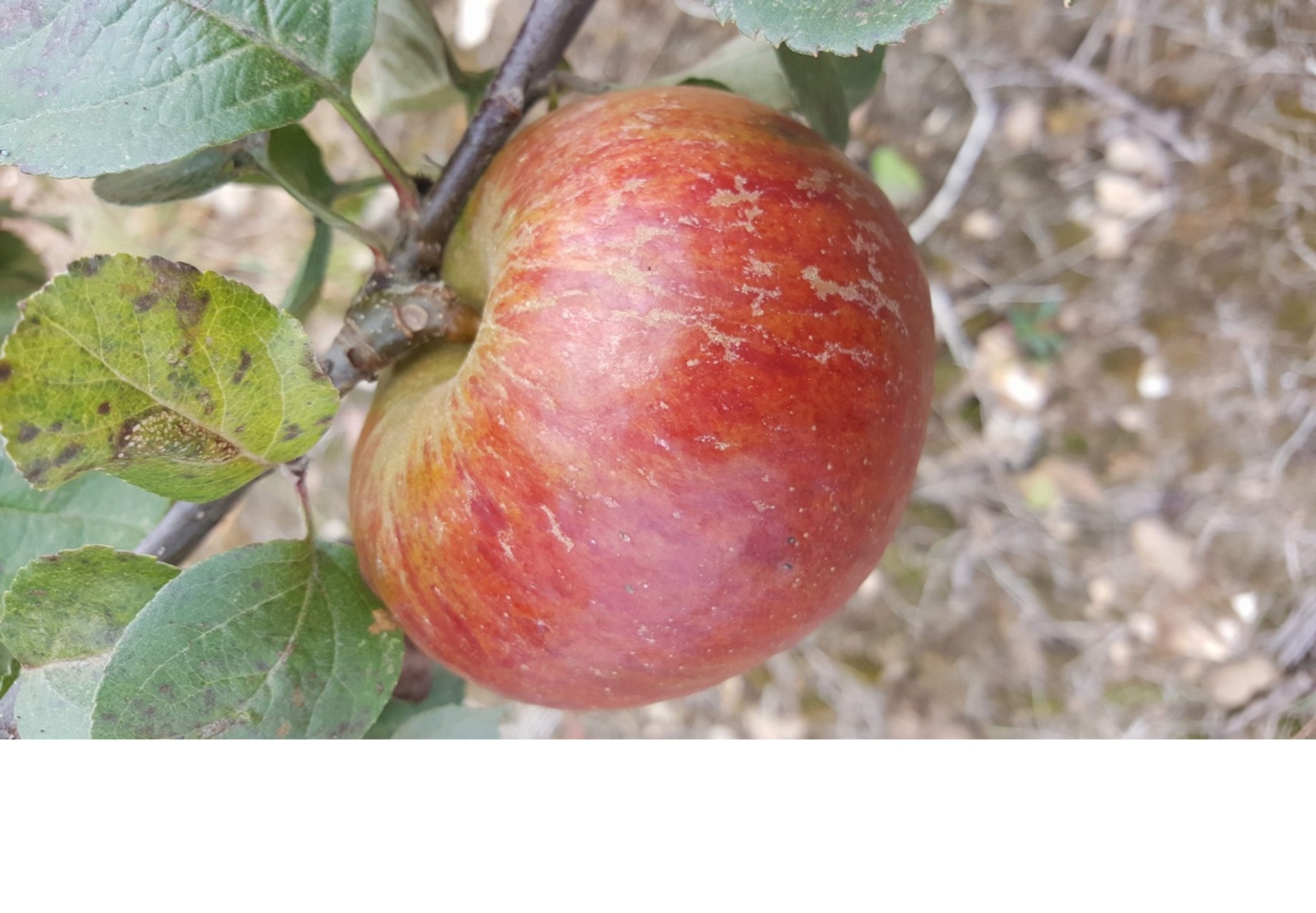 Whimple Primary School Orchard & Garden - a Community crowdfunding ...