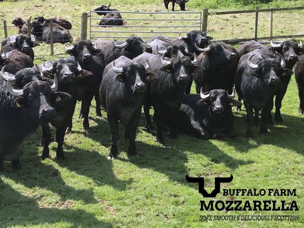 The BuffaloFarm Making Scottish Buffalo Mozzarella - a Food and Drink ...