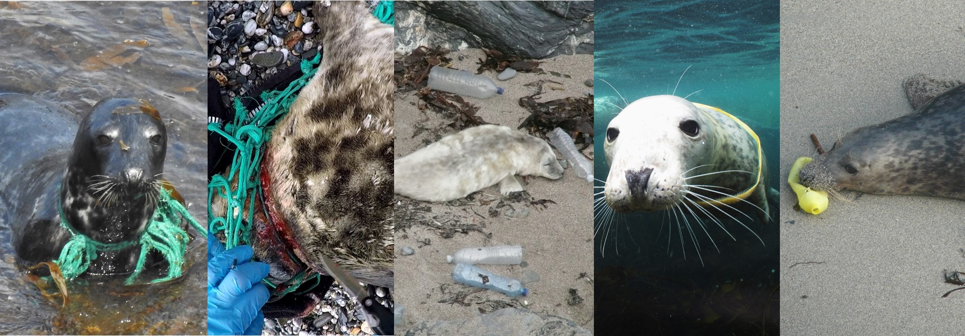Protect globally rare seals: fund Marine Rangers - a Community ...