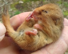 Help Our Dormouse Sleep Soundly - a crowdfunding project in Dorset by ...