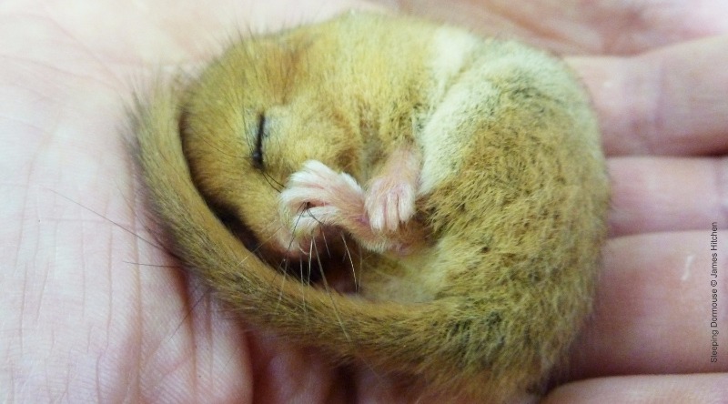 Help Our Dormouse Sleep Soundly - a crowdfunding project in Dorset by ...