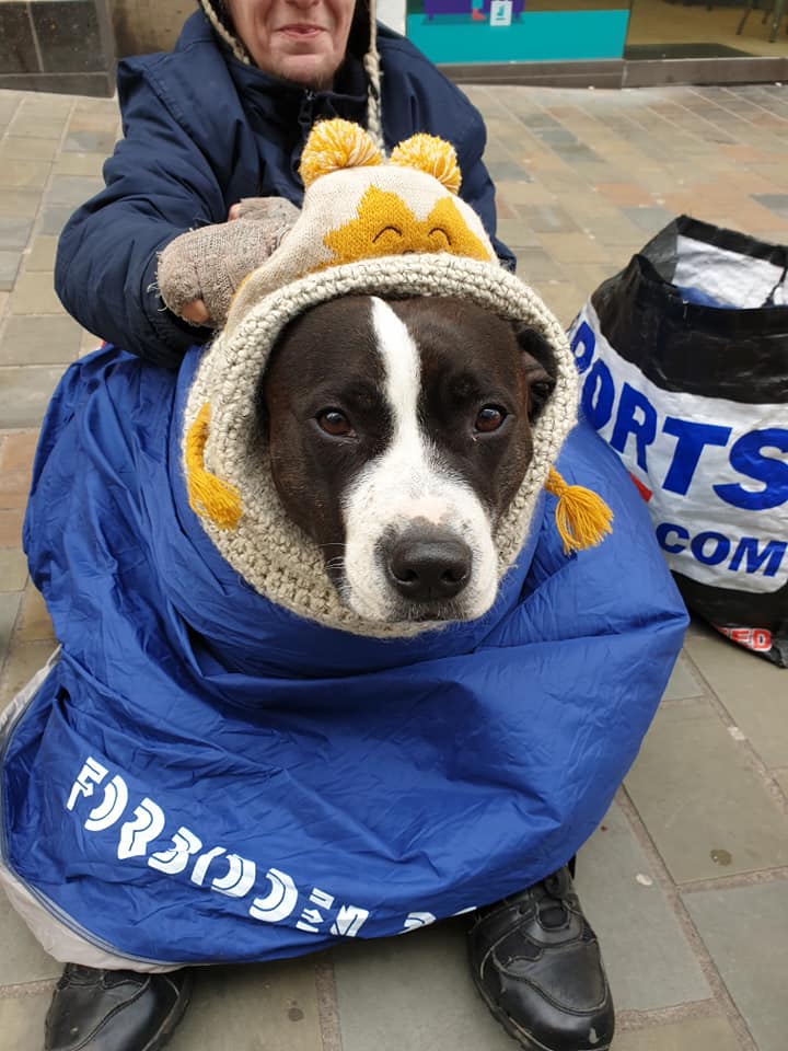 Street Paws Dog Champion Scheme - a Community crowdfunding project in ...