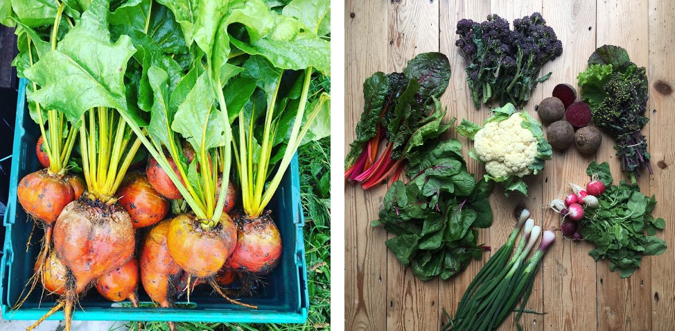 Powering Farnham Community Farm Forward - a Community crowdfunding ...