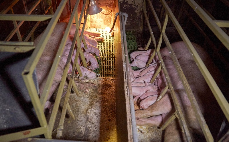 Farms Not Factories - The Pig Revolution! - a Charities crowdfunding ...