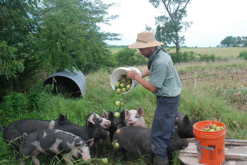 Farms Not Factories - The Pig Revolution! - a Charities crowdfunding ...