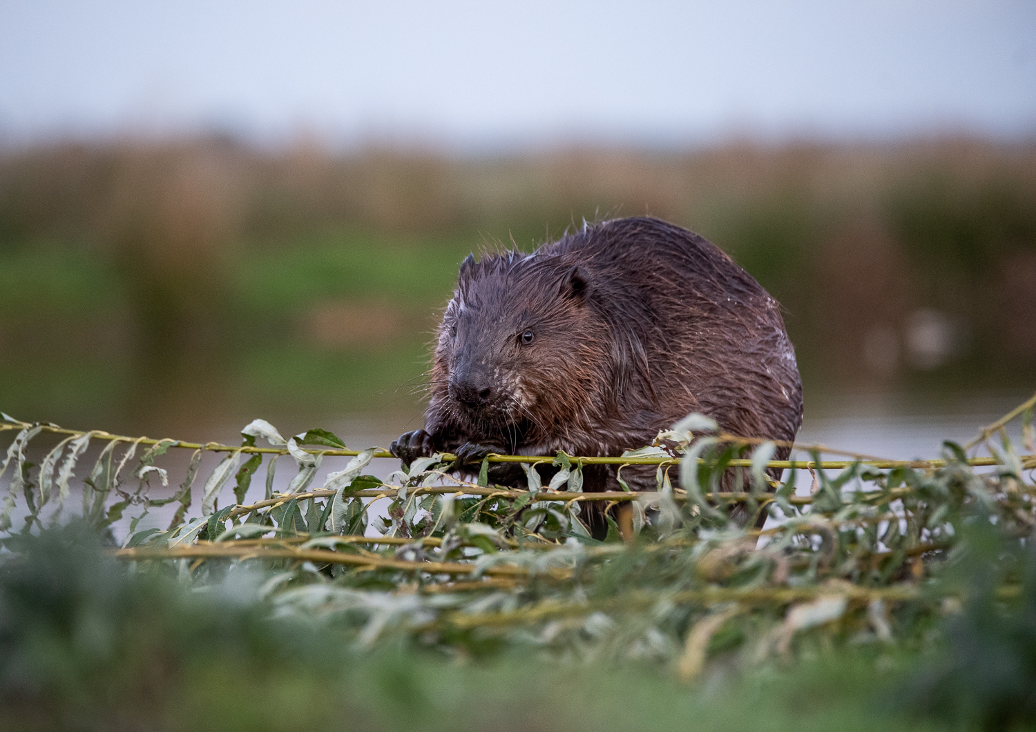 Wales’ Largest Ecosystem Restoration Project - a Environment ...