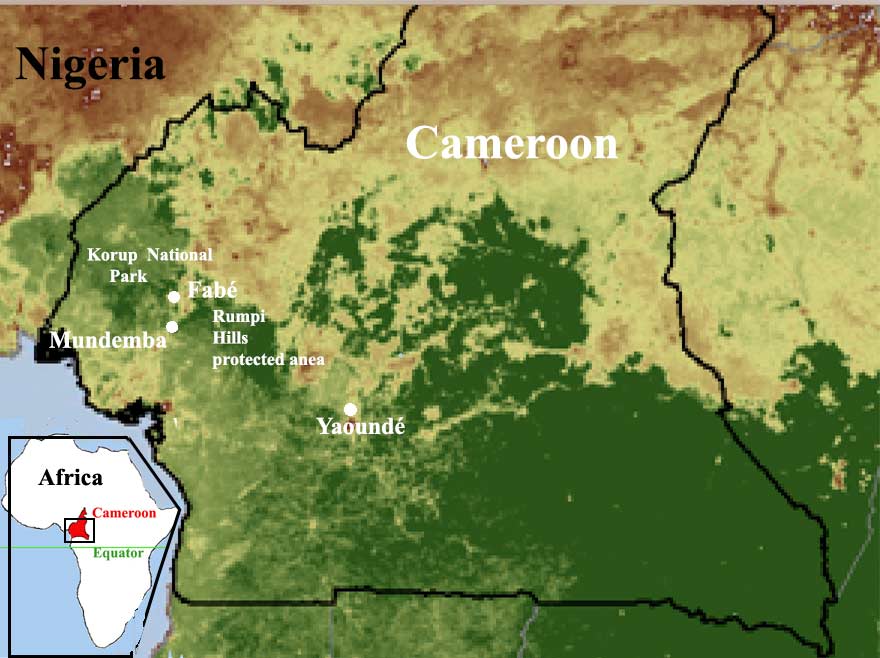 End bushmeat hunting and feed villages in Cameroon - a Charities ...