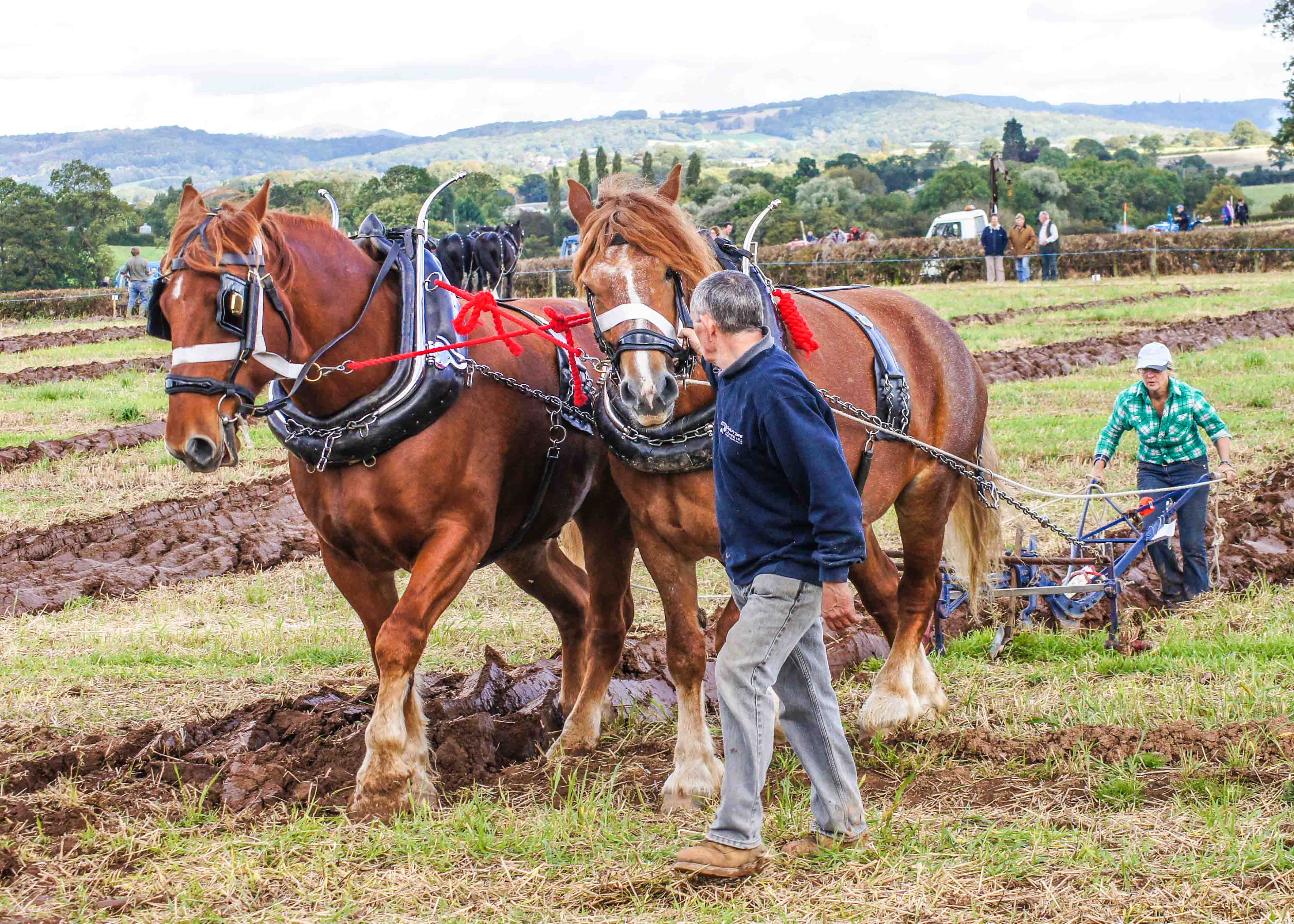 Save the UK's Heavy Horses - a Charities crowdfunding project in CV8 by ...