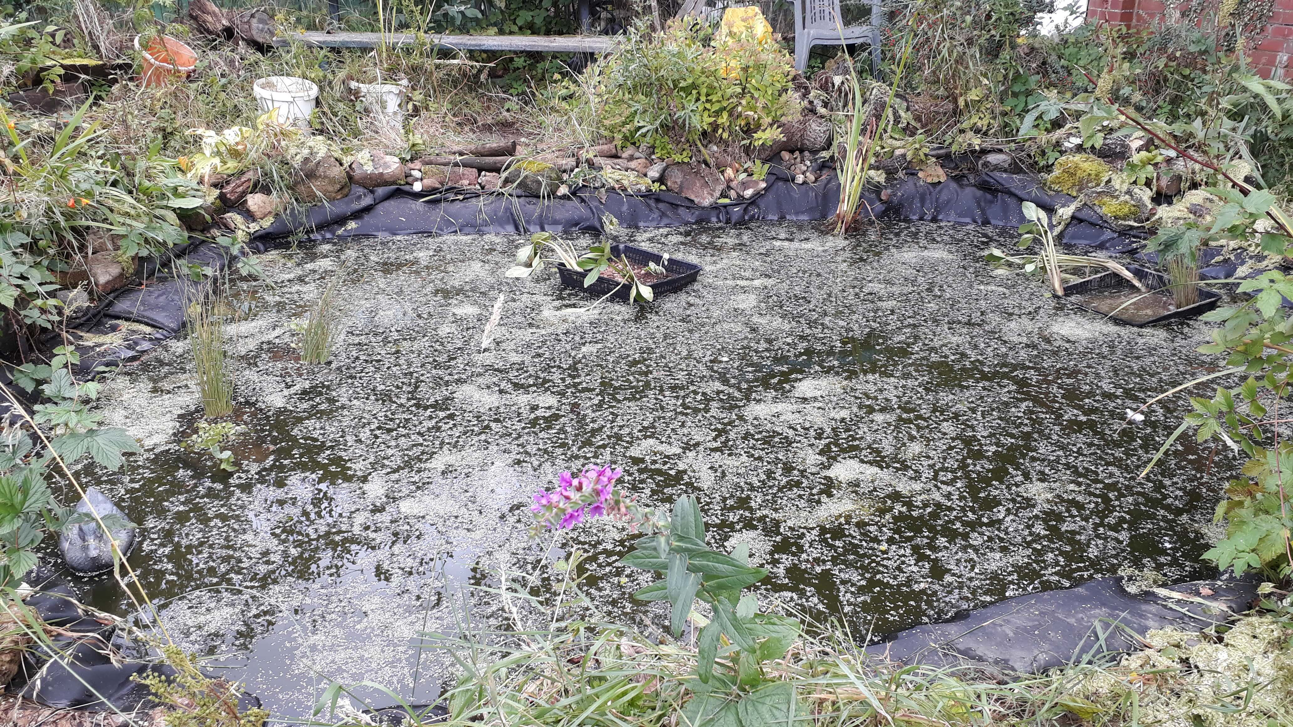 Save Scotland's ponds and wild spaces - a Environment crowdfunding ...