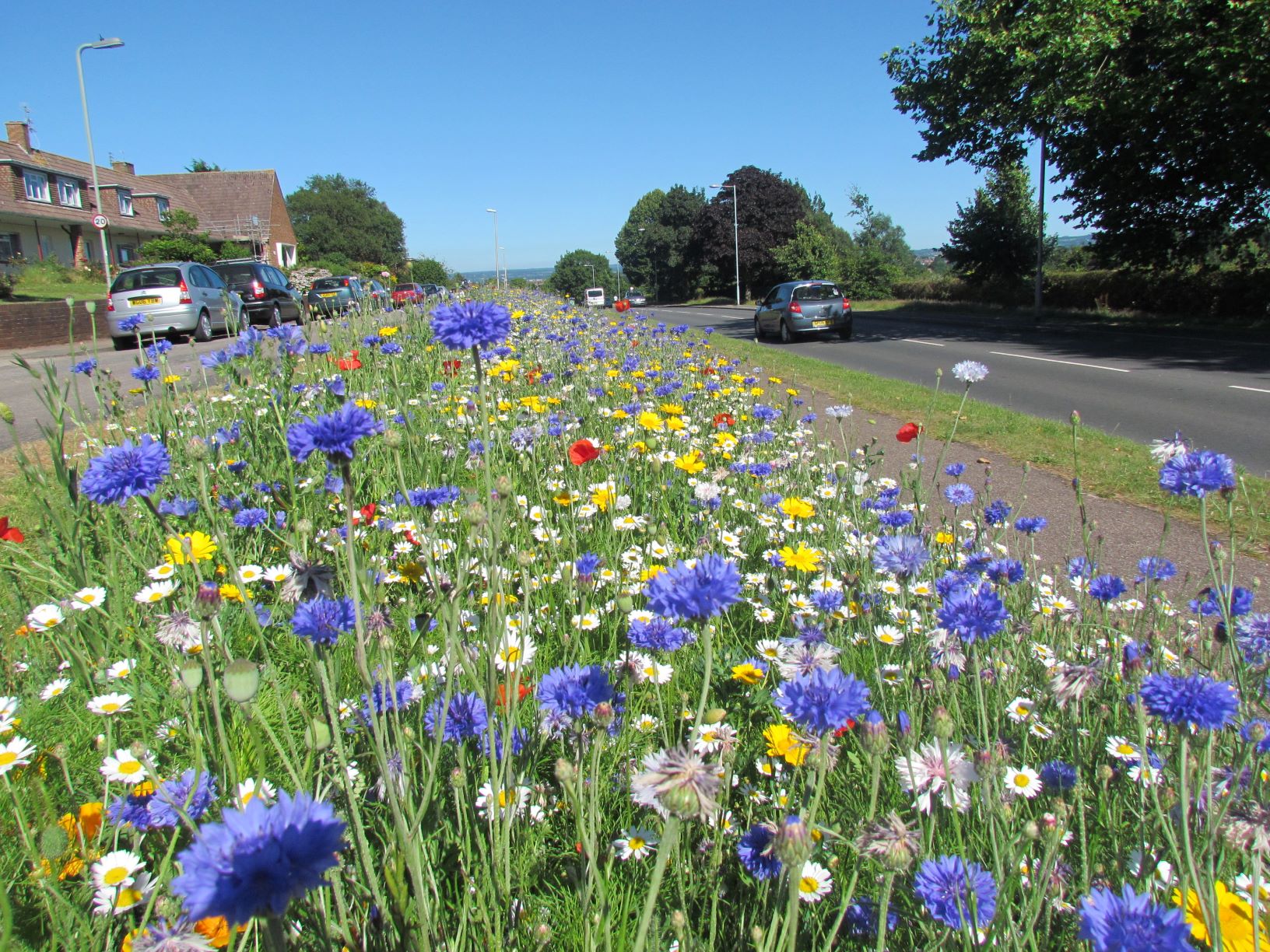 Blooming Wild Devon - a Environment crowdfunding project in Exeter by ...