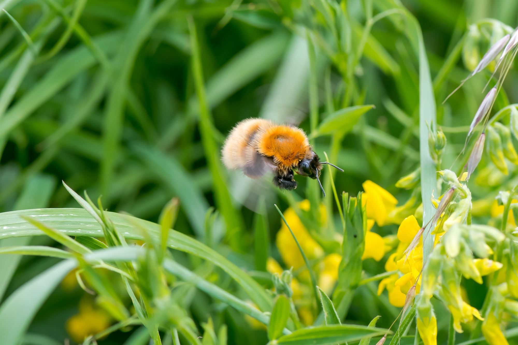Sponsor a Moss carder bumblebee - a Environment crowdfunding project in ...