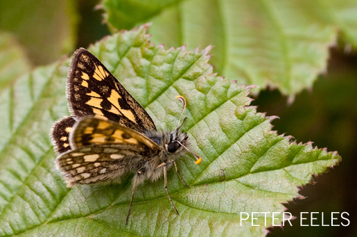 Help bring the Chequered Skipper home - a crowdfunding project in ...