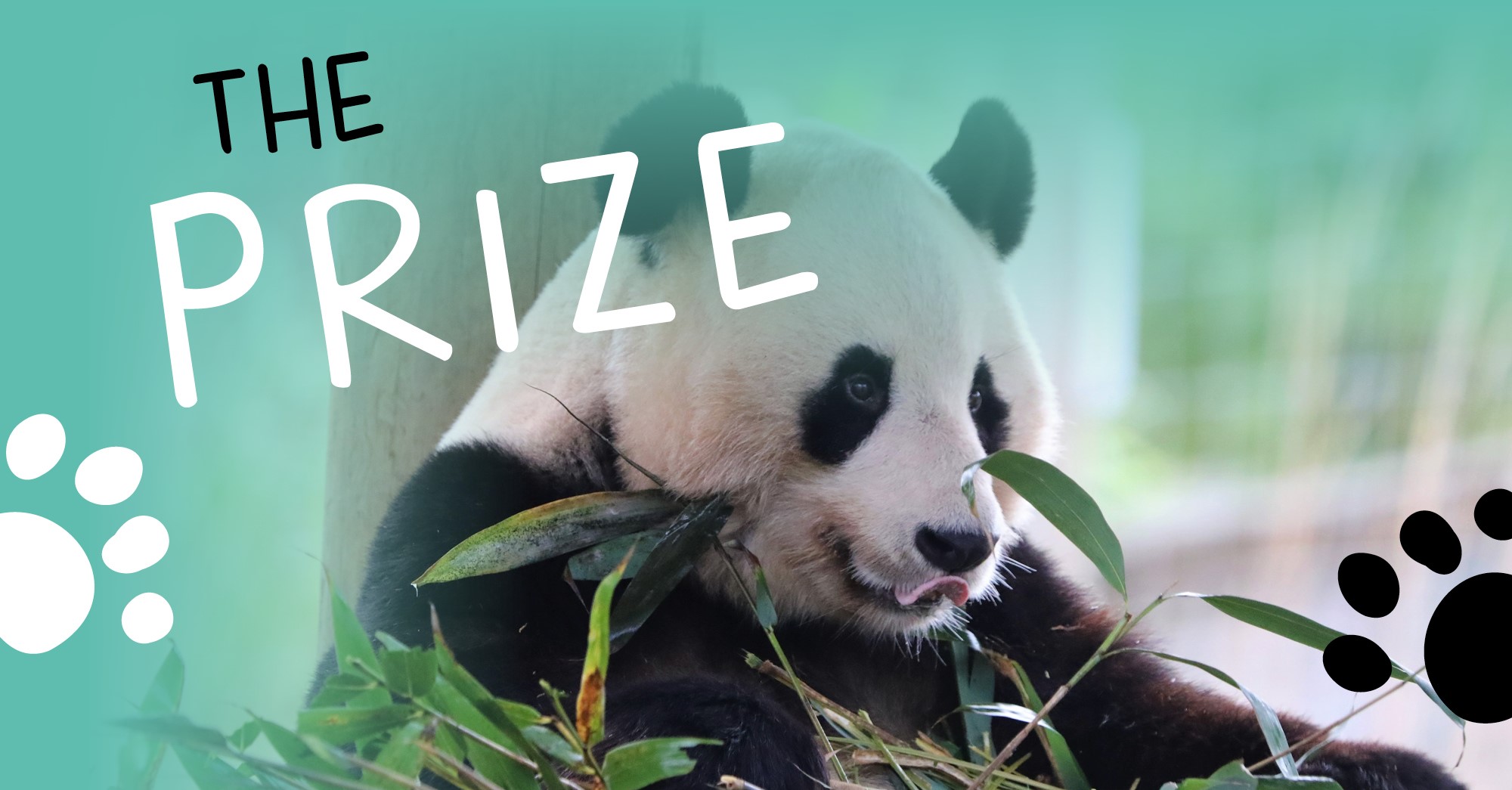 Win! Feed a giant panda - February Draw - a Environment crowdfunding project in Edinburgh by ...