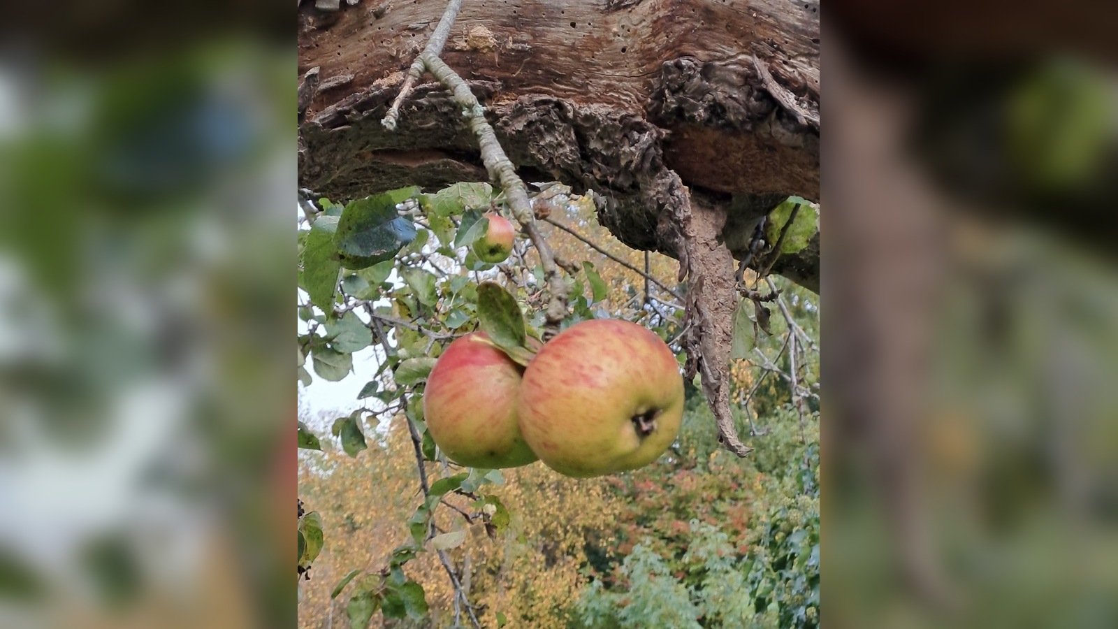 CaSave the Mother Bramley Apple Tree for the Nati - a Environment ...