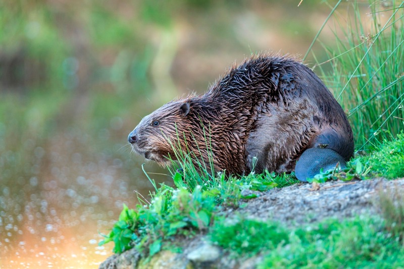 Bring Beavers Back to Cornwall - a crowdfunding project in Truro by ...