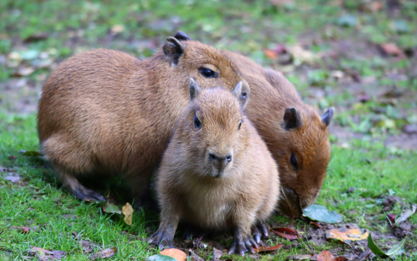 Win a baby capybara experience! - a Charities crowdfunding project in Polegate by Drusillas Park
