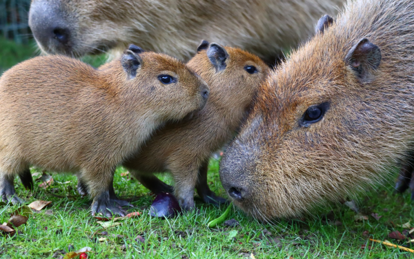 Win a baby capybara experience! - a Charities crowdfunding project in Polegate by Drusillas Park