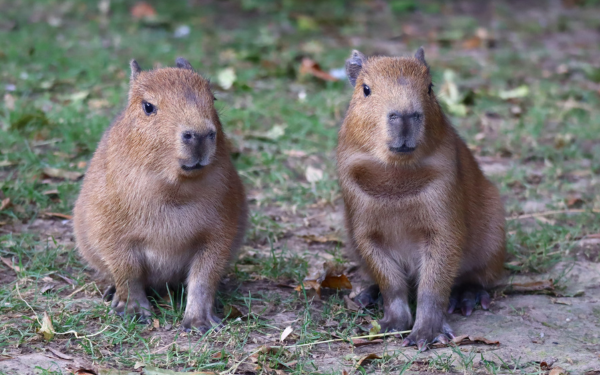 Win a baby capybara experience! - a Charities crowdfunding project in ...