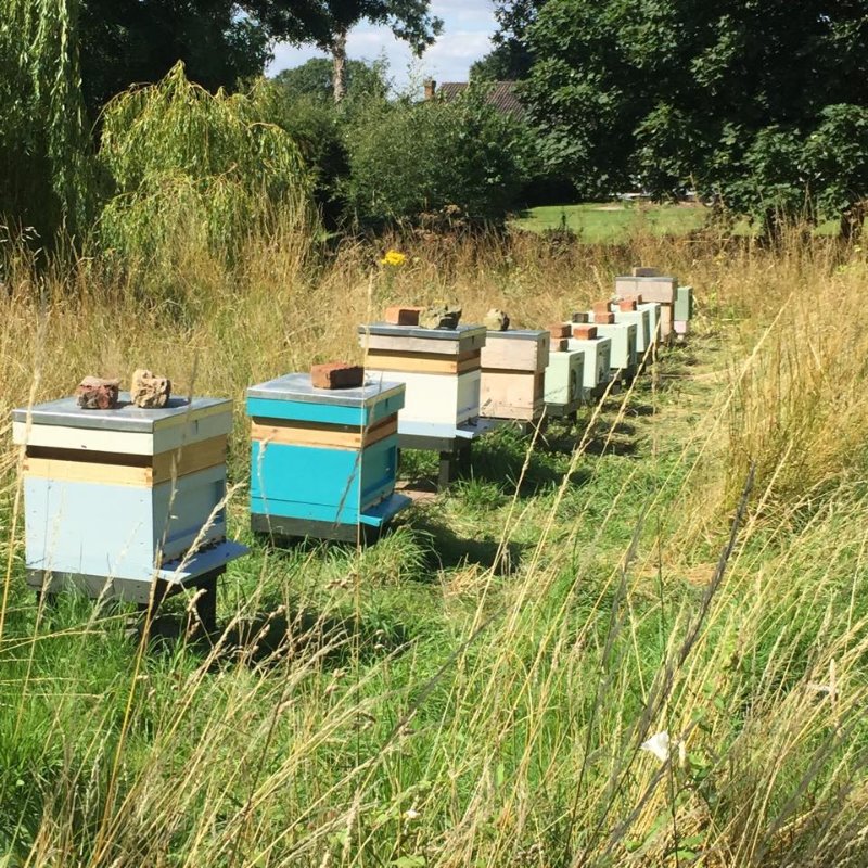 The Honey Bee Project - a crowdfunding project in Grimsby by shaun scargall