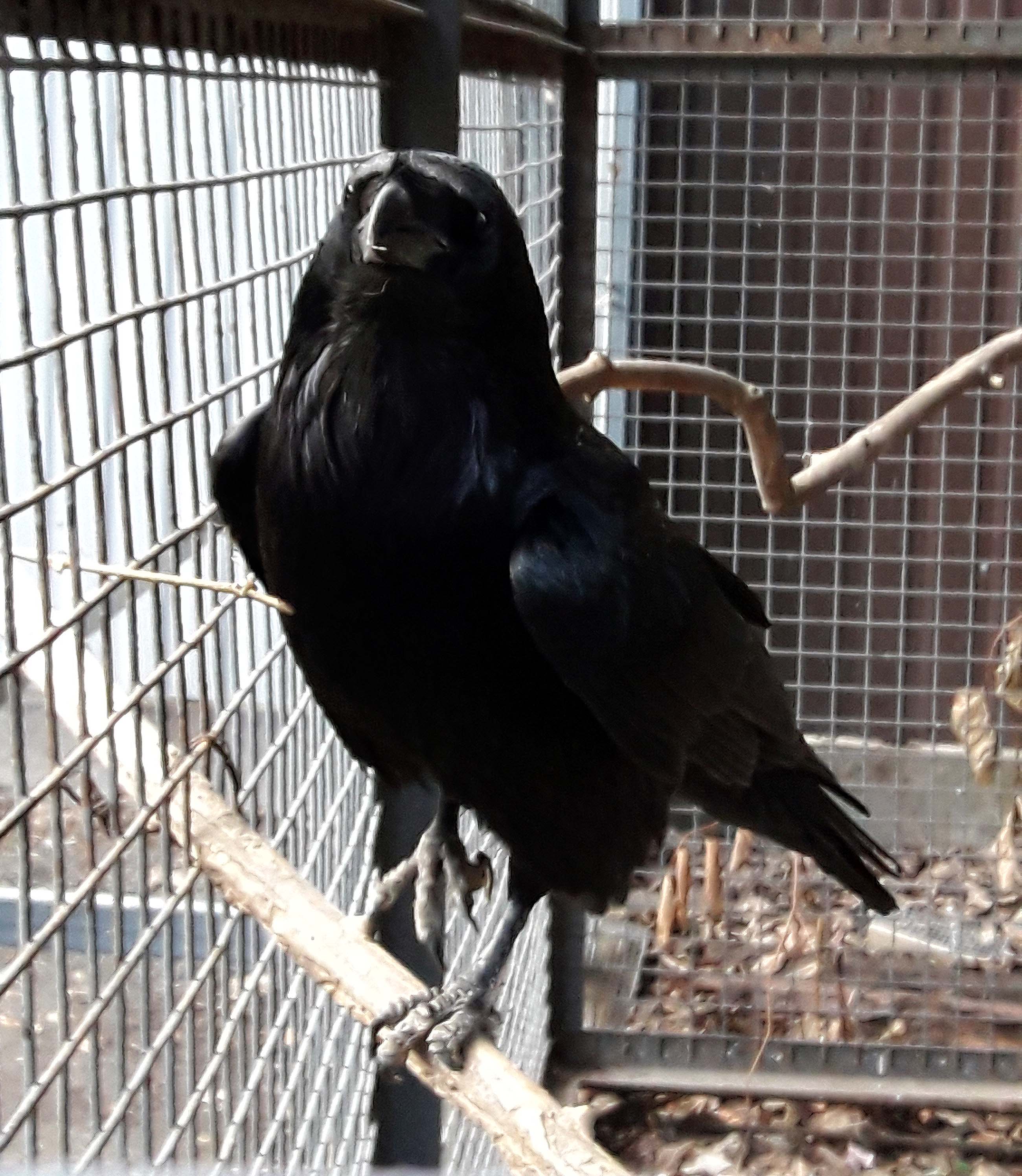 Save and Help UA Kiev Crow Crum and Ukraine People - a Community ...