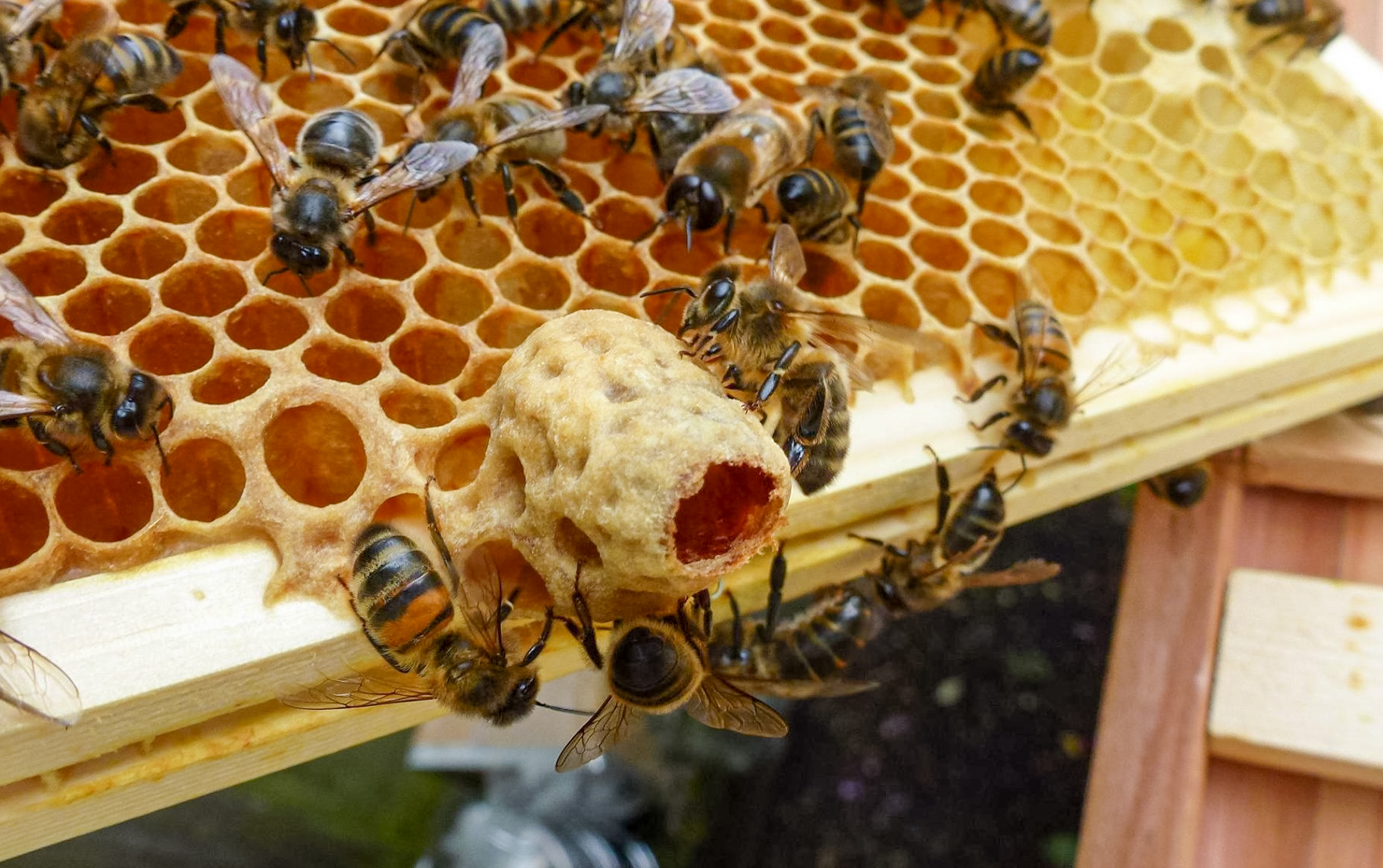 The Scillonian Bee Project - a Community crowdfunding project in Isles ...