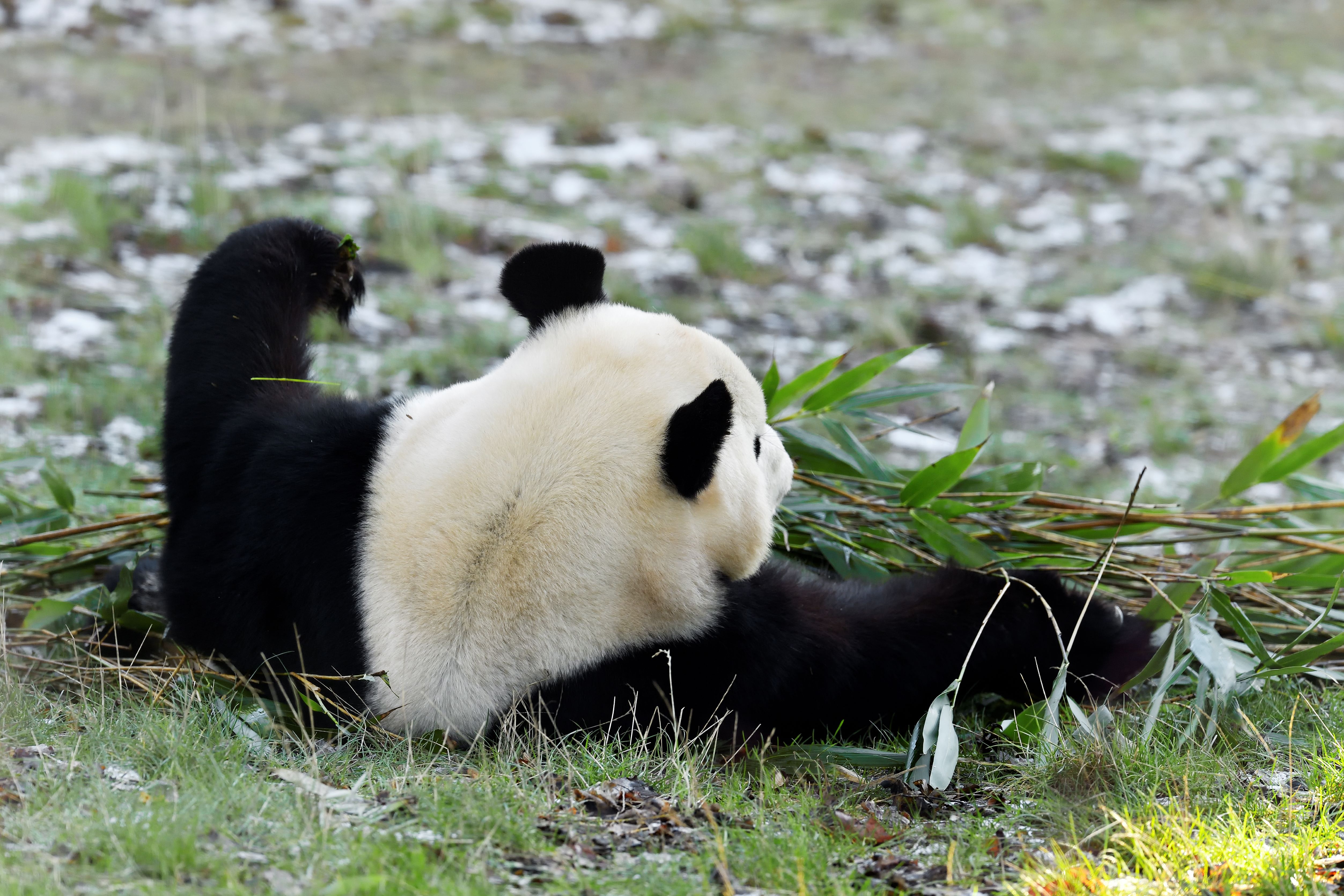 Win! Feed a giant panda - May draw - a Environment crowdfunding project ...